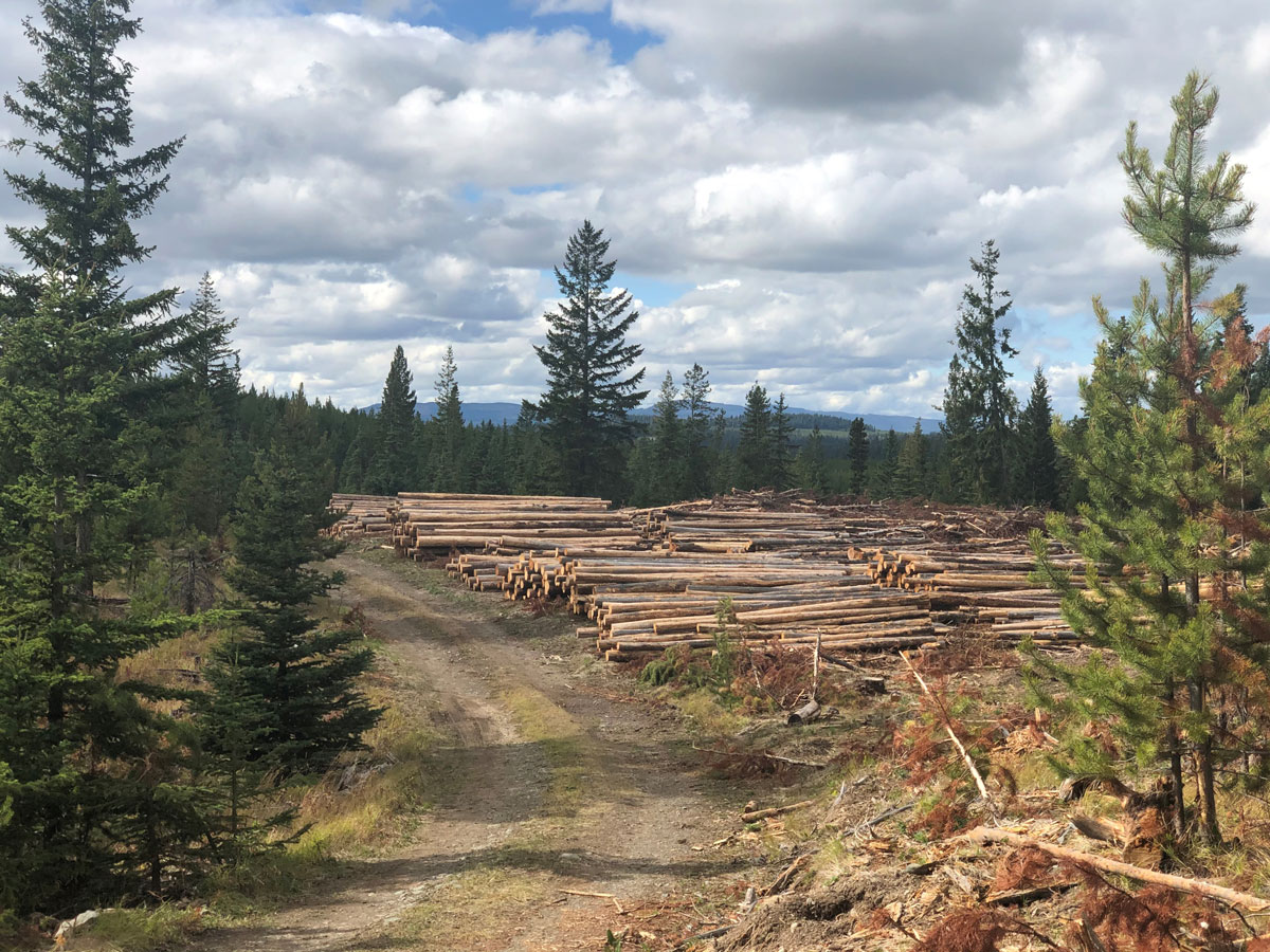 Harvesting & Reforestation – Logan Lake Community Forest