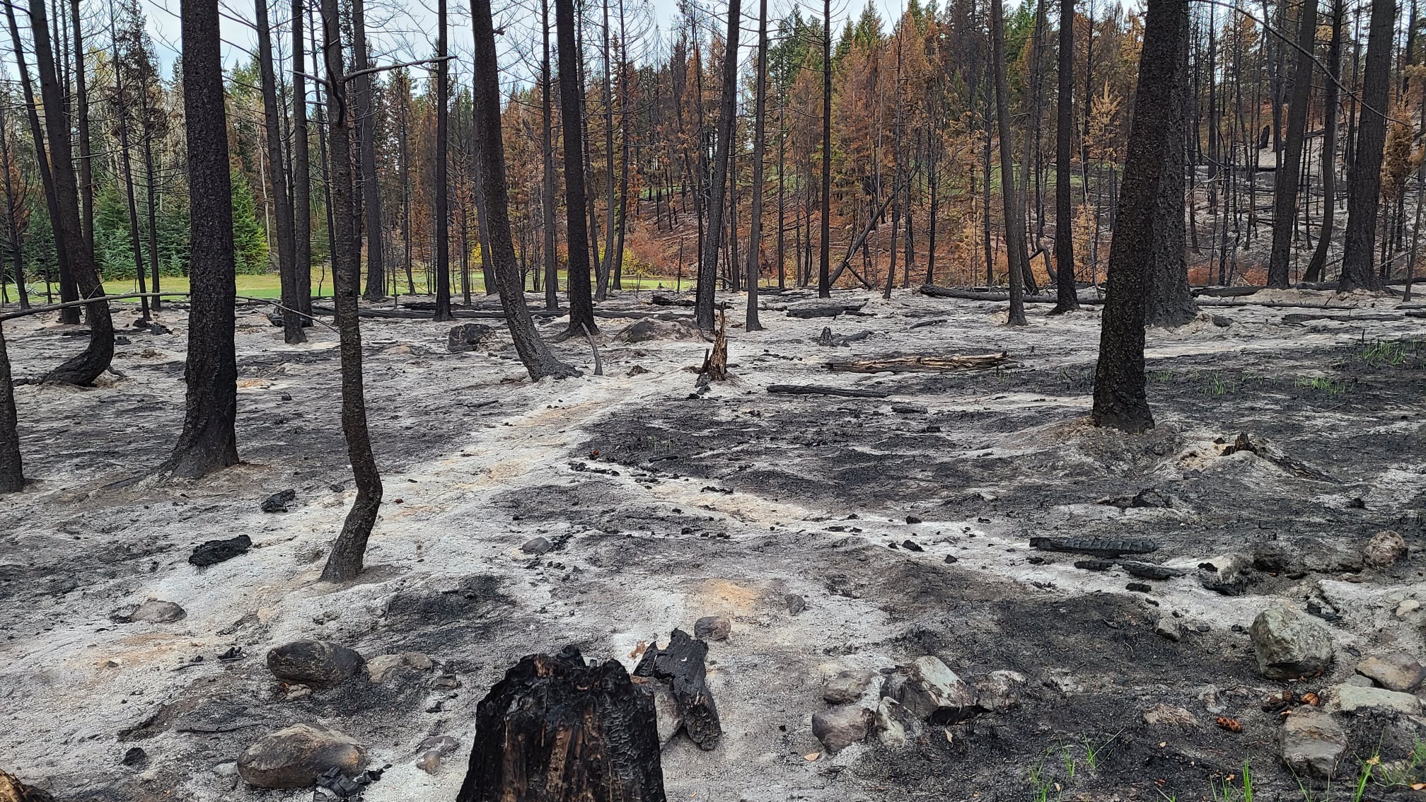 Fuel Management in the Logan Lake Trails – Logan Lake Community Forest